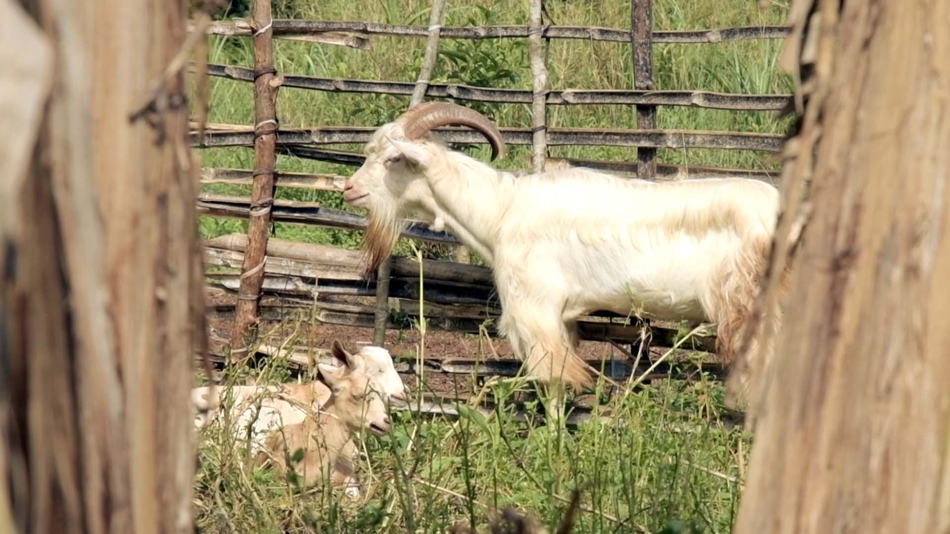 How Dairy Goats are Helping Feed the Hungry in the Democratic Republic ...